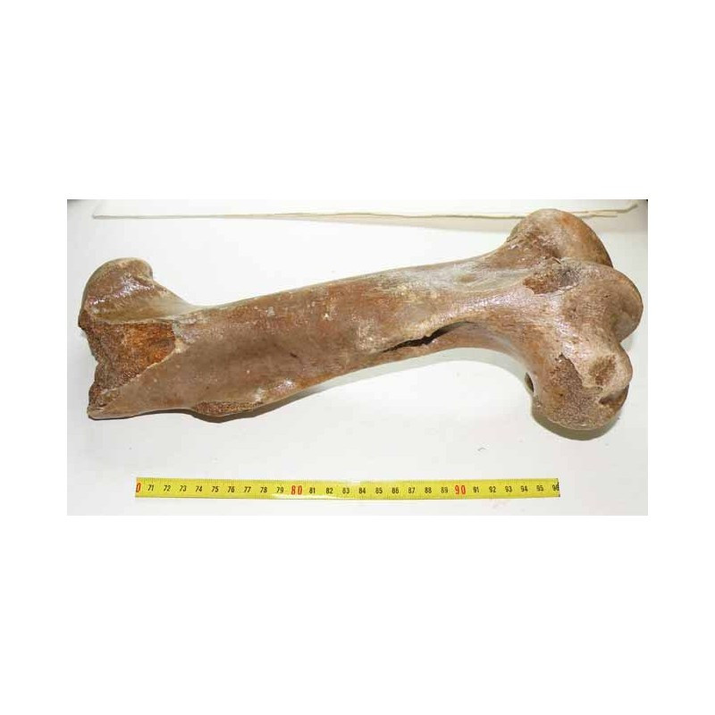 Humerus de Bison prehistorique ( 027 )
