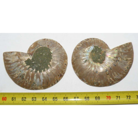 Ammonite de Madagascar dans une boite Sciée et polie vers 5.5 cms ...