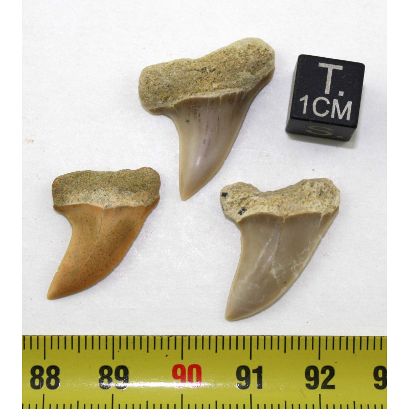 Lot de 3 dents fossiles de requin Isurus Planus dans une boite ( USA ...