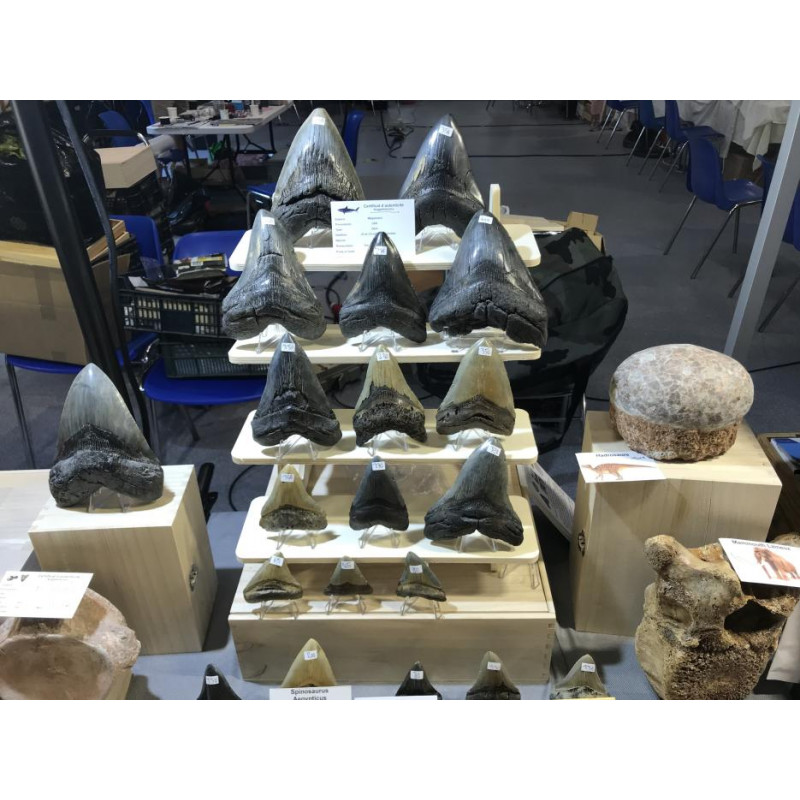 1 Dent rostrale Fossile de requin Schizorhiza Stromeri dans une boite ...