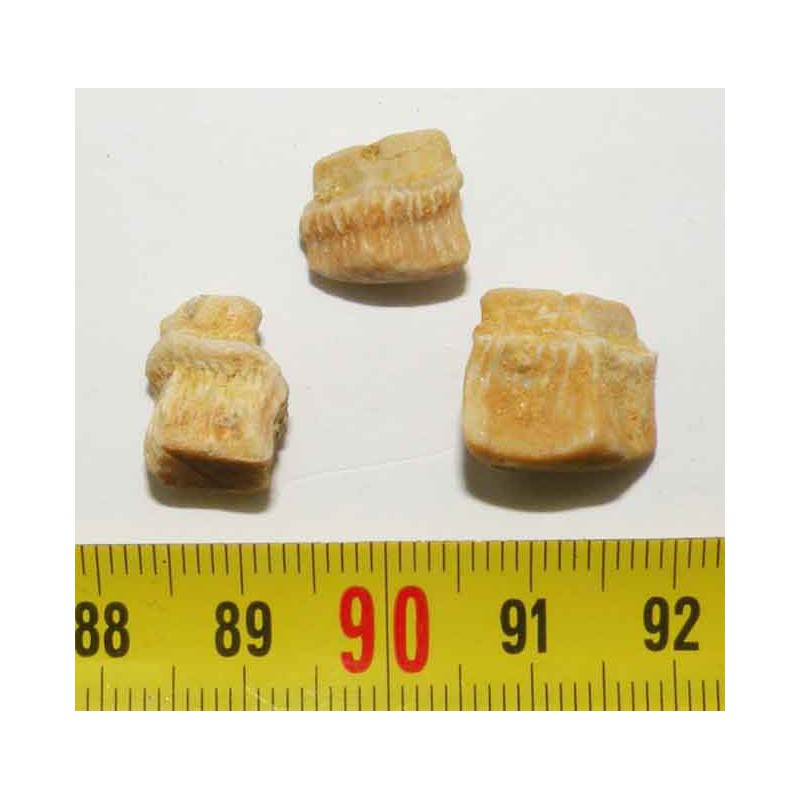 lot de 3 dents de Rhombodus binkhorsti ( 006