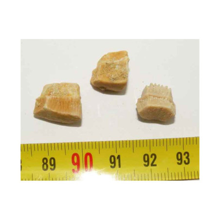 lot de 3 dents de Rhombodus binkhorsti ( 004