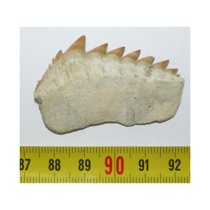 dent fossile de requin Notidanodon loozi ( Maroc - 002 )